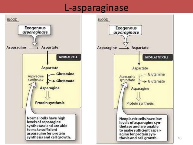 Pathophysiology Chemotherapy of Cancer