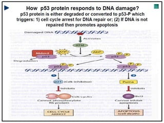 hereditas dalam kanker bagaimana genetika | PPTX