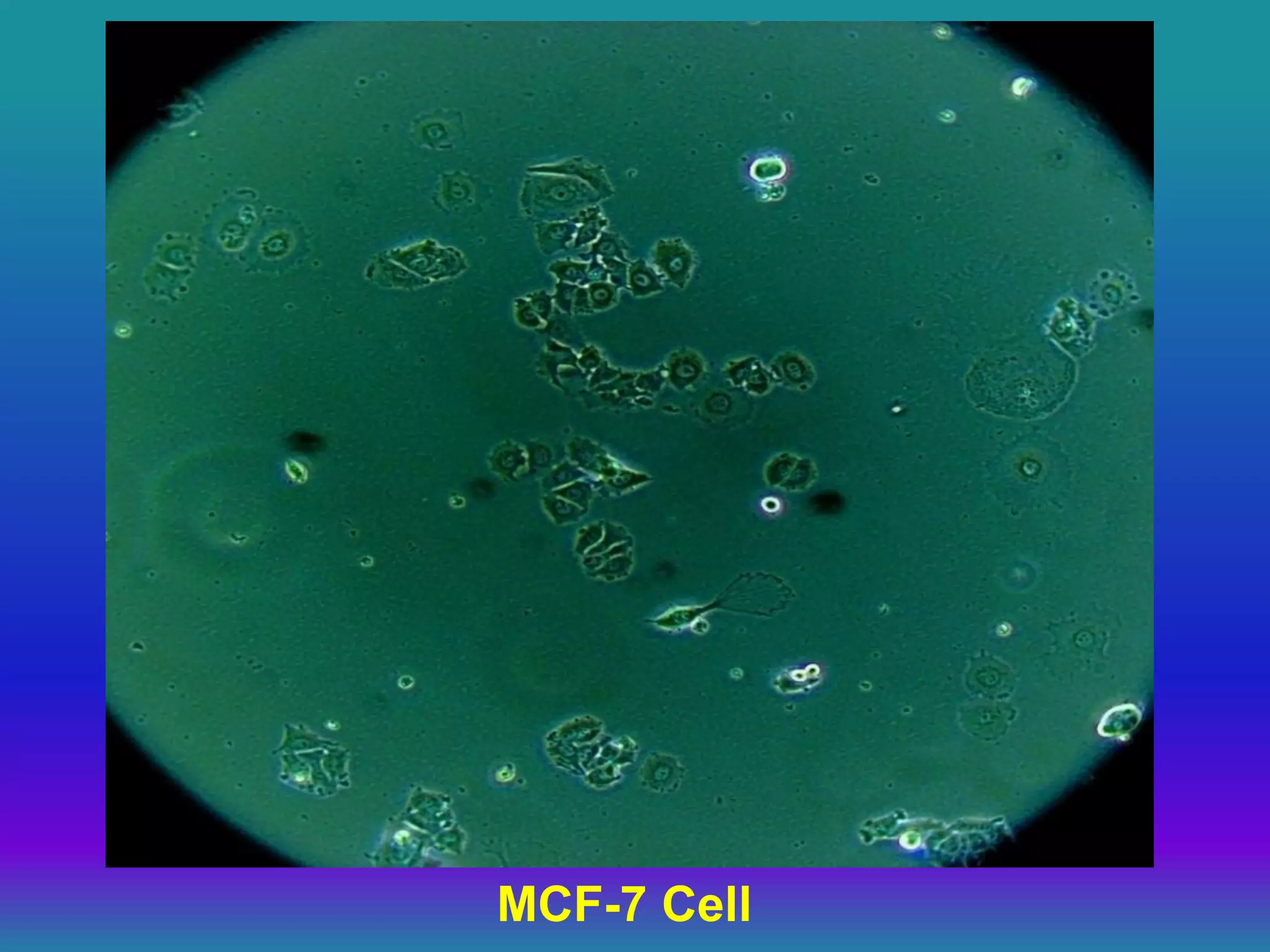 MCF-7: Human Breast Cancer Cell Line | PPT