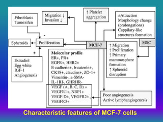 MCF-7: Human Breast Cancer Cell Line | PPT