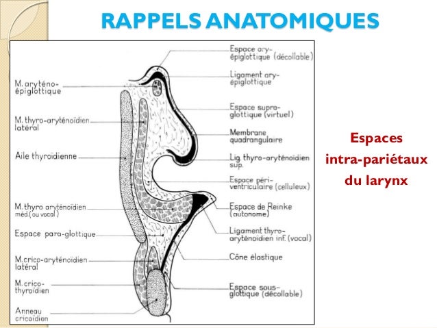 Cancers du larynx
