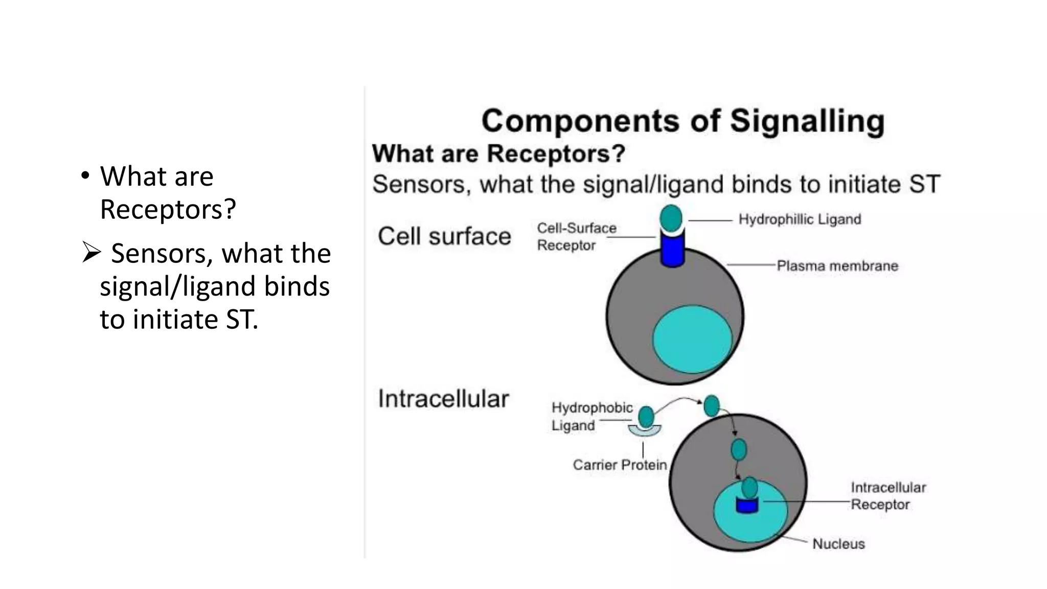 Cancer signaling pathway | PPTX