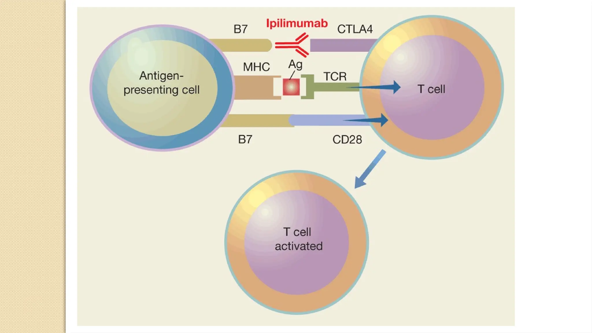CANCER THERAPY WITH IMMUNE CHECKPOINT INHIBITORS.pptx