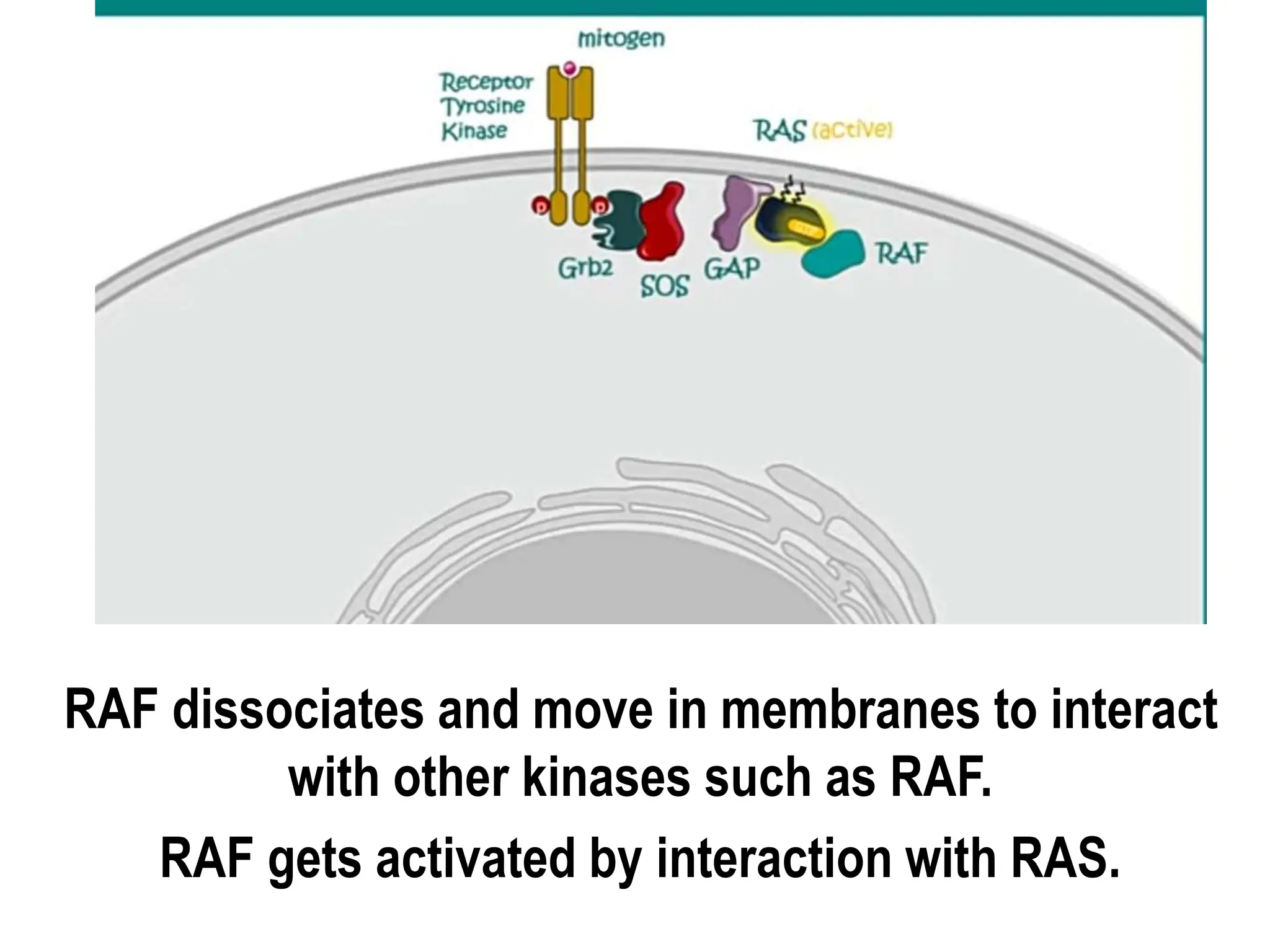Cancer , Types of Cancer , Mechanism , RAP MapK Pathway , Treatment | PPT