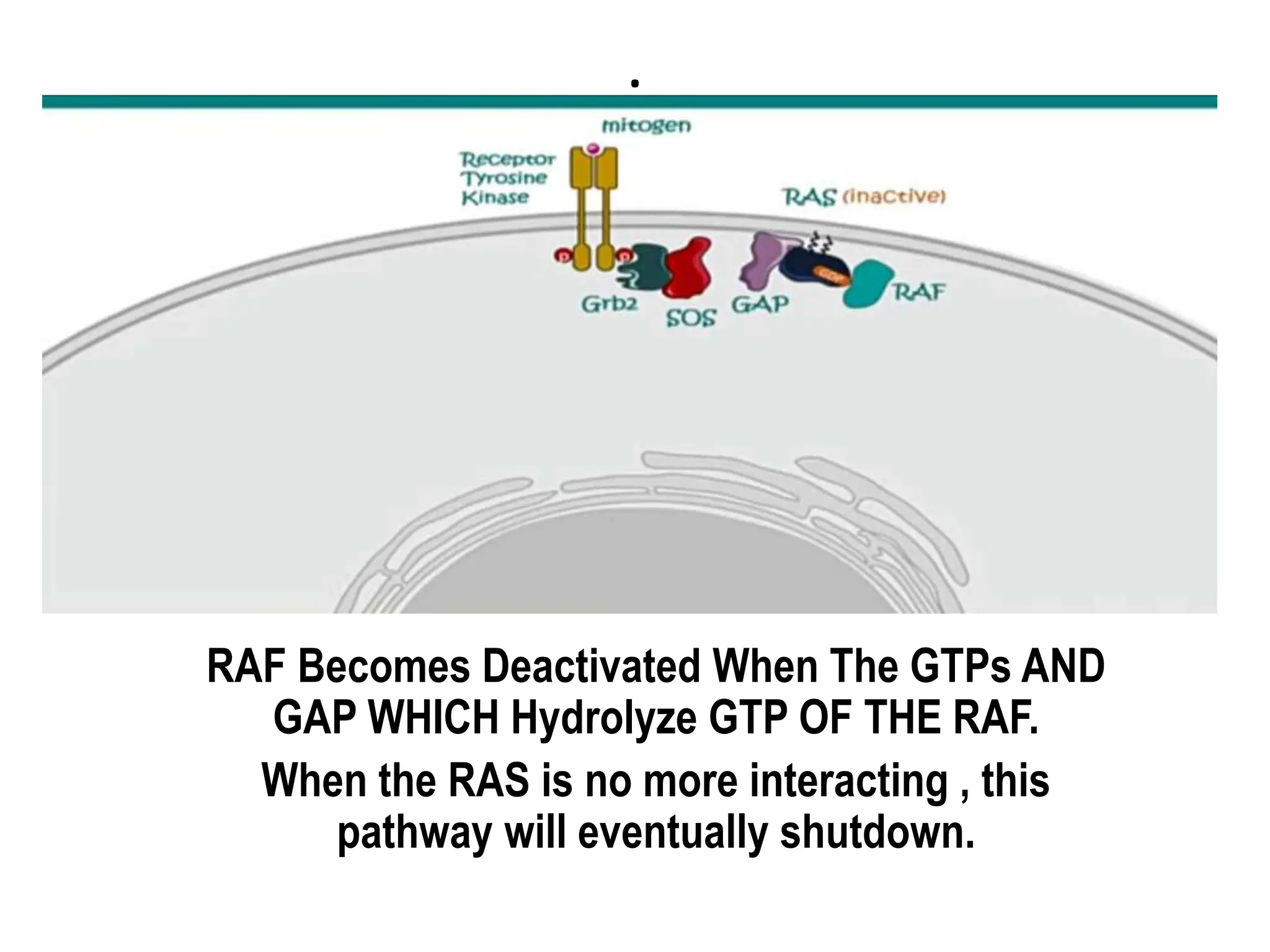 Cancer , Types of Cancer , Mechanism , RAP MapK Pathway , Treatment | PPT