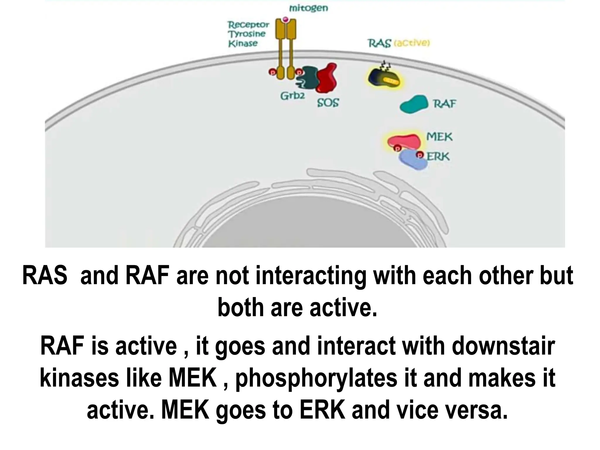 Cancer , Types of Cancer , Mechanism , RAP MapK Pathway , Treatment | PPT