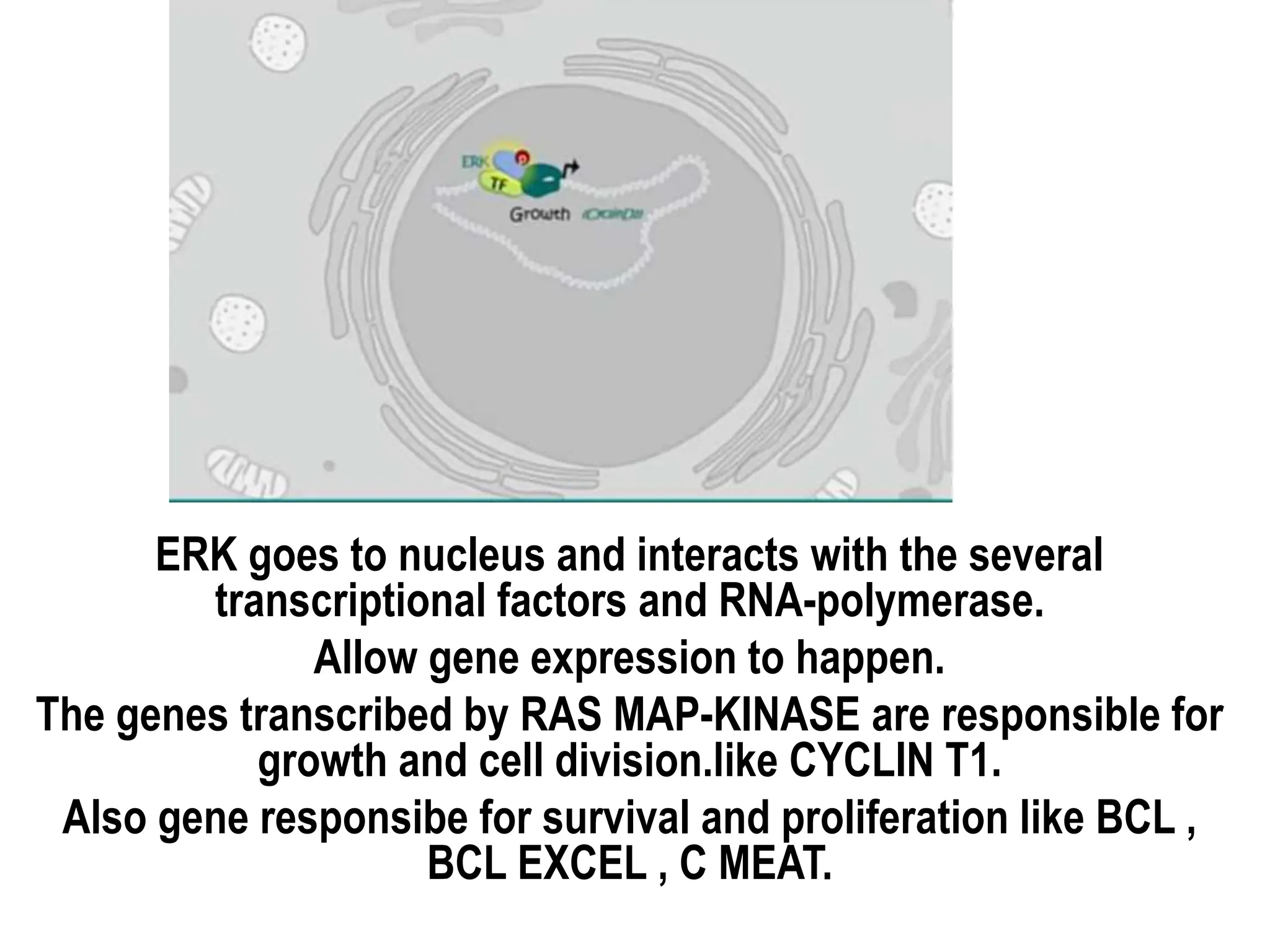 Cancer , Types of Cancer , Mechanism , RAP MapK Pathway , Treatment | PPT