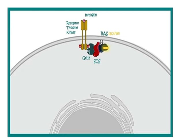 Cancer , Types of Cancer , Mechanism , RAP MapK Pathway , Treatment | PPT
