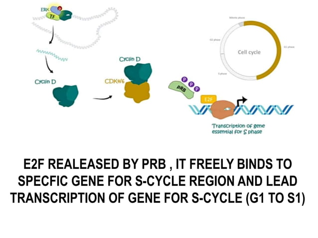 Cancer , Types of Cancer , Mechanism , RAP MapK Pathway , Treatment | PPT