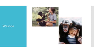 Can chimp learn human language | PPT