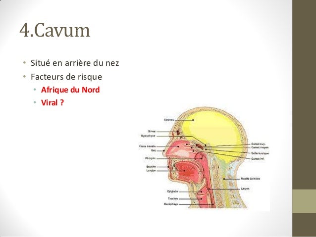 Cancérologie orl midi santé