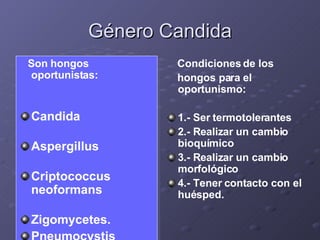 Candida | PPT