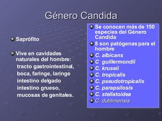 Candida | PPT
