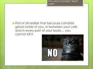 Truth About Candida | PPTX | Nutrition | Healthy Living