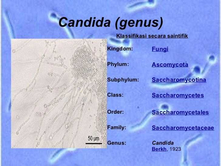 Candida
