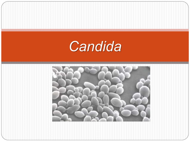 Candida | PPTX | Skin and Dermatology | Diseases and Conditions