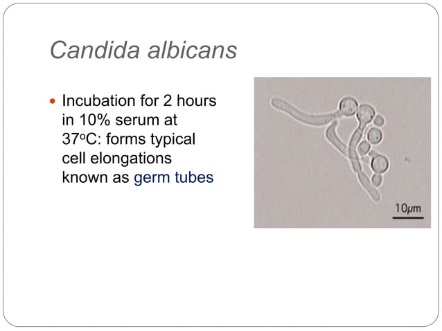 Candida | PPTX | Skin and Dermatology | Diseases and Conditions