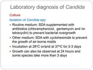 Candida | PPTX