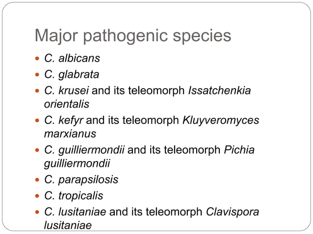 Candida | PPTX | Skin and Dermatology | Diseases and Conditions