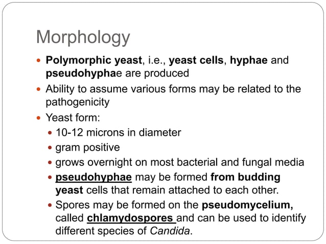 Candida | PPTX | Skin and Dermatology | Diseases and Conditions
