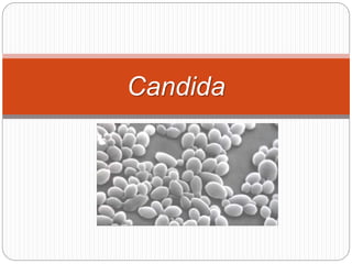 Candida Albicans Microscope Slide