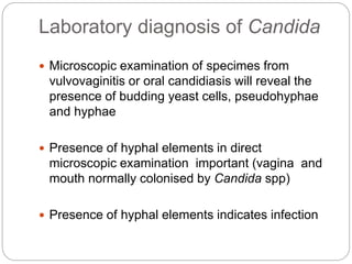 Candida | PPT