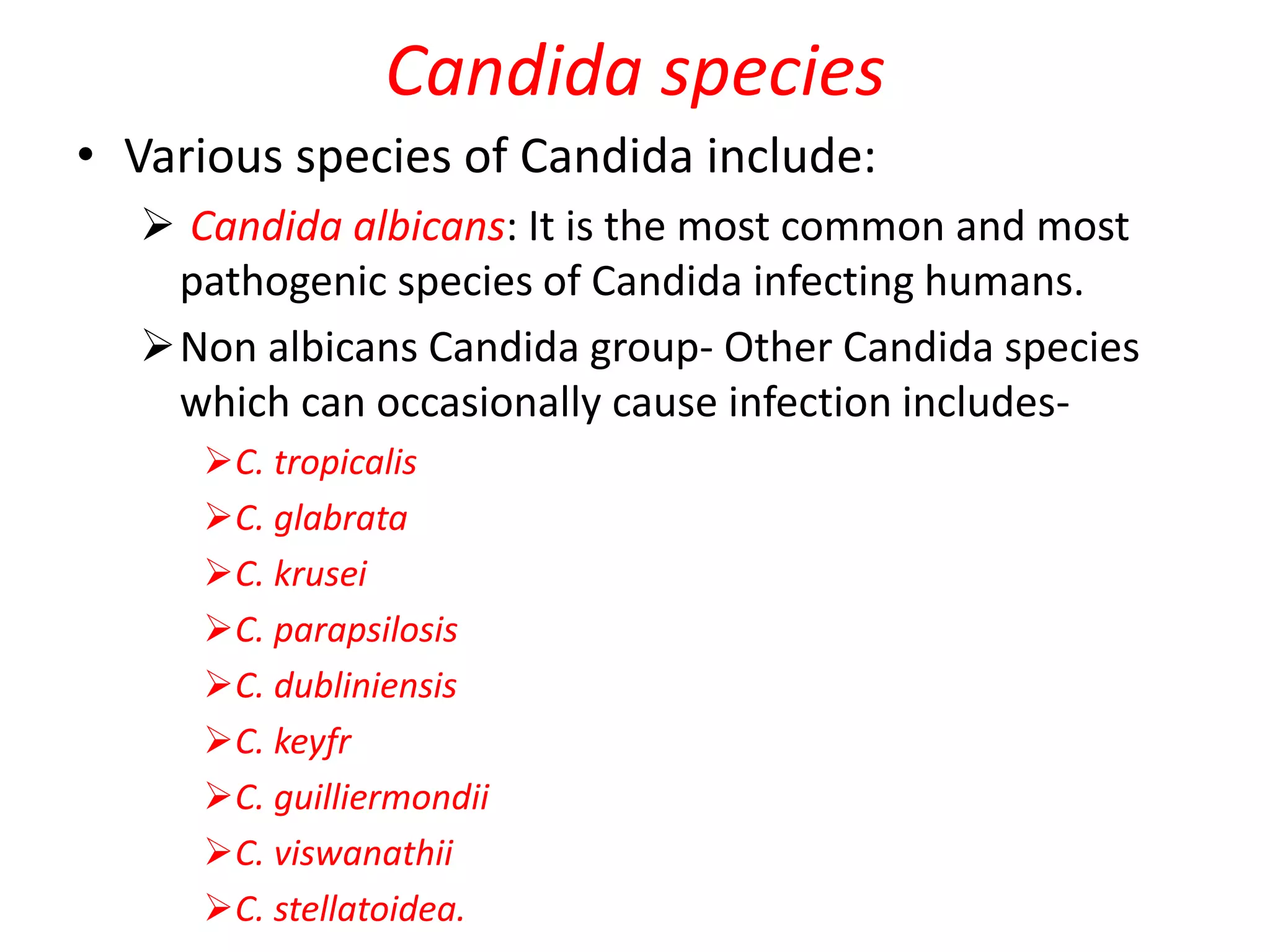 Candida | PPTX