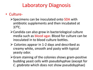 Candida | PPTX