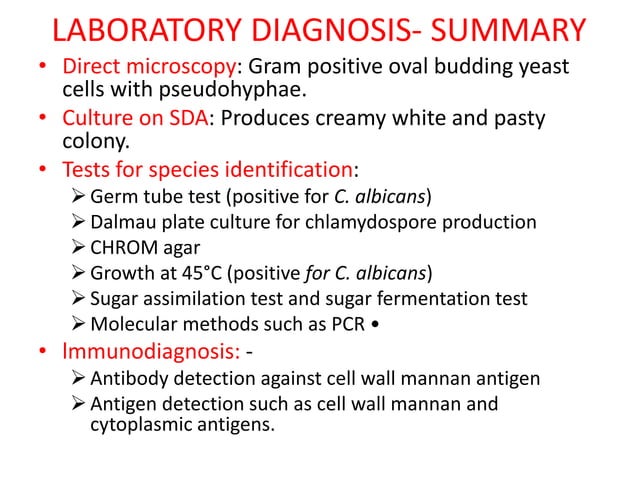 Candida | PPT