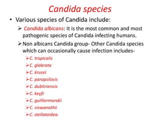 Candida | PPTX