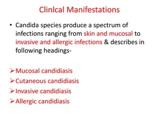 Candida | PPTX
