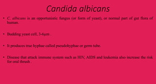 Candida | PPTX