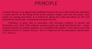 Candida | PPTX