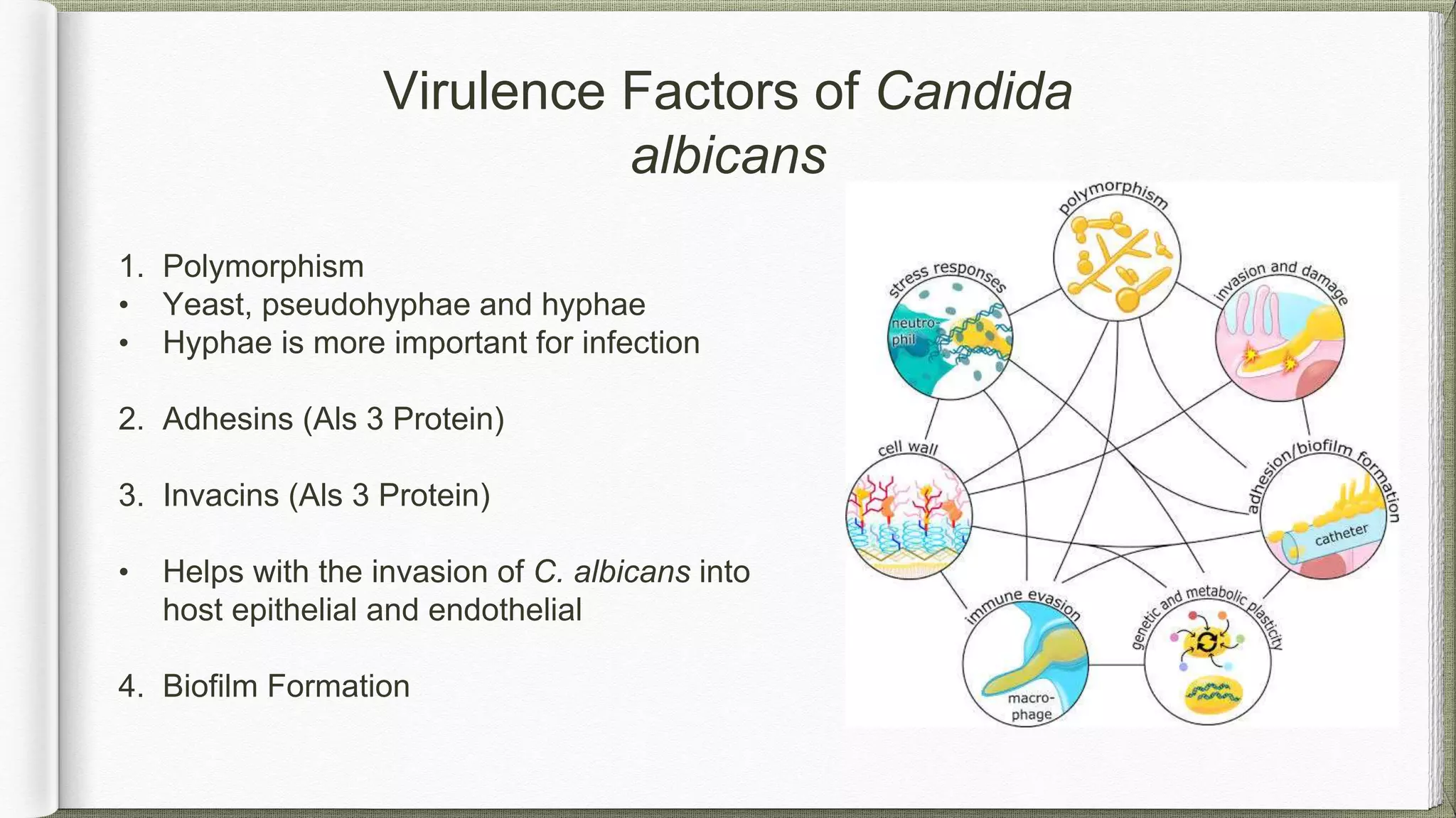 Candida.pptx