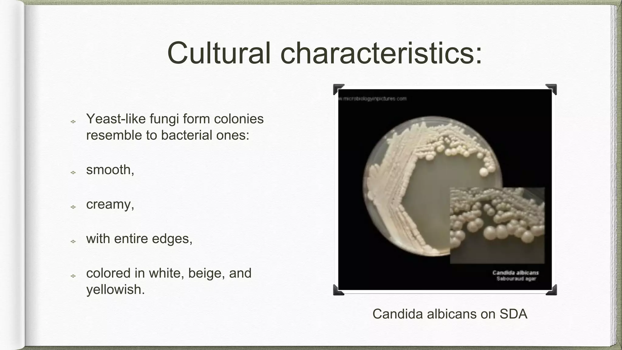 Candida.pptx
