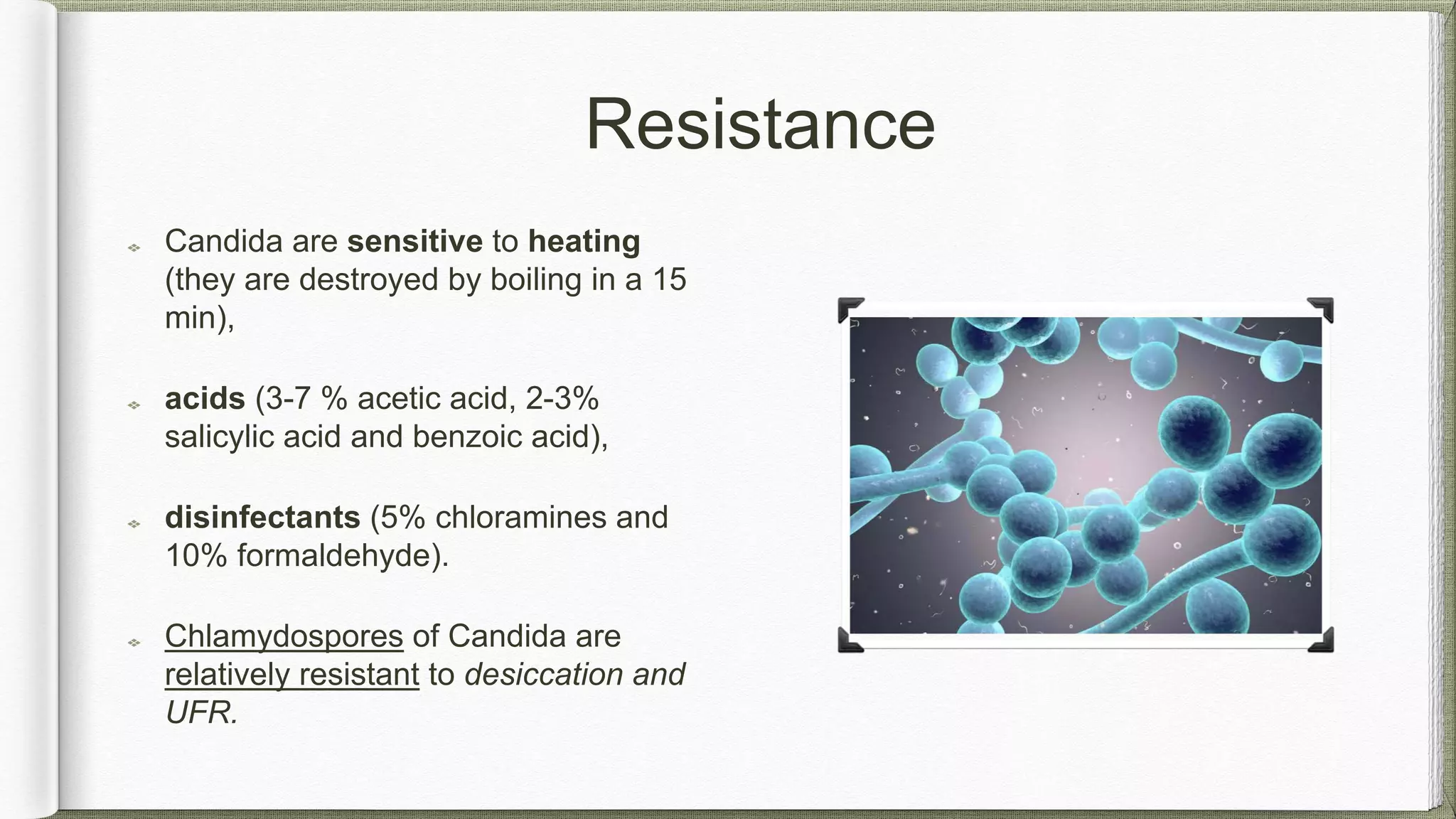 Candida.pptx