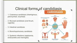 Candida.pptx