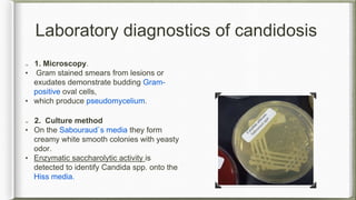 Candida.pptx