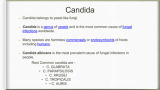 Candida.pptx