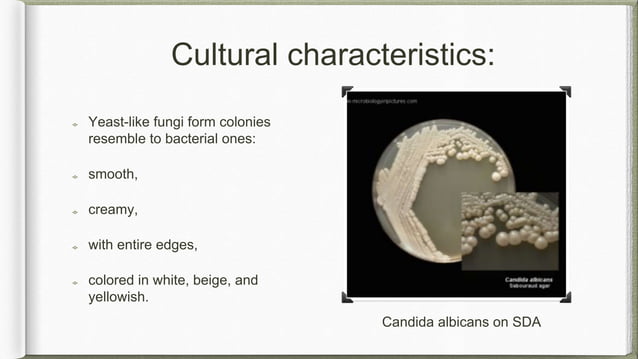 Candida.pptx
