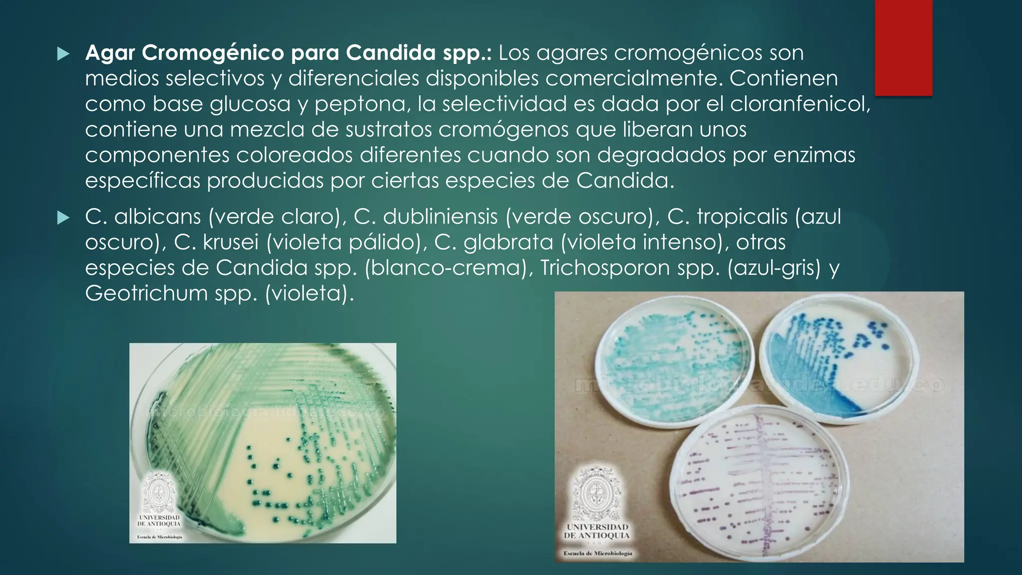 Candida laboratorio de microbiologia.pdf