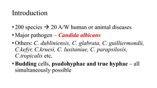 Candida oral pathology. .pptx
