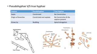 Candida oral pathology. .pptx