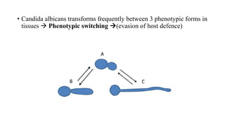 Candida oral pathology. .pptx