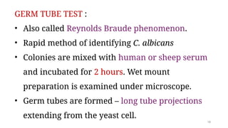 Candida albicans - opportunistic mycoses.pptx