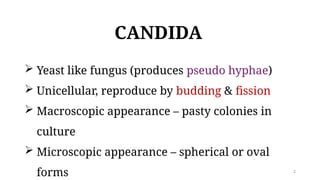 Candida albicans - opportunistic mycoses.pptx