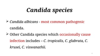 Candida albicans - opportunistic mycoses.pptx