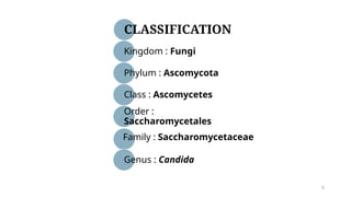 Candida albicans - opportunistic mycoses.pptx