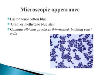 Diagnosis of Candida albicans infection in animals | PPT