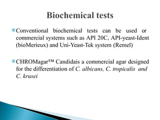 Diagnosis of Candida albicans infection in animals | PPTX